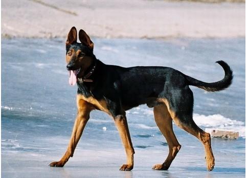 苏联红犬多少钱一只图标