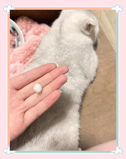 猫肚子里的毛球排不出去咋办图标