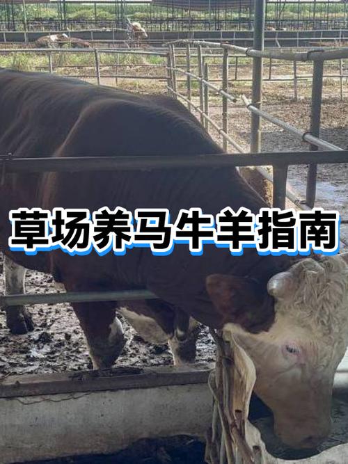 我想养马能赚钱吗截图
