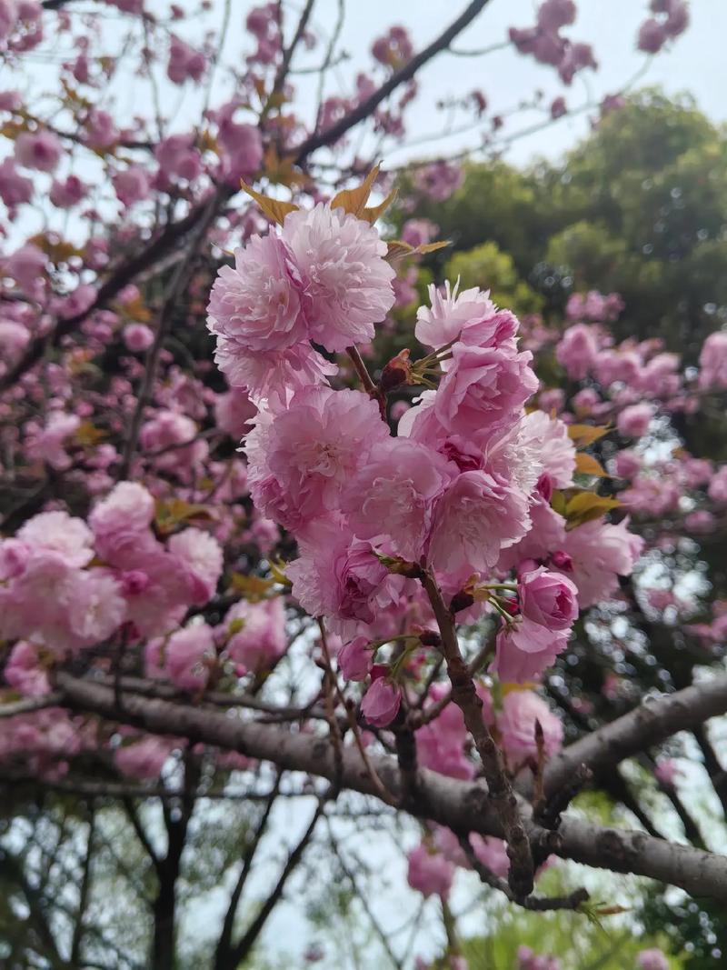 花香居下载图标