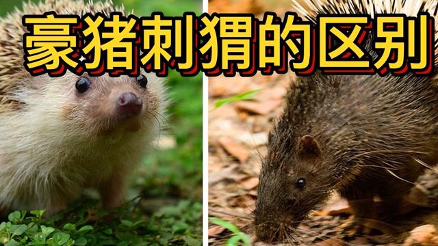 豪猪网转发文章赚钱图标