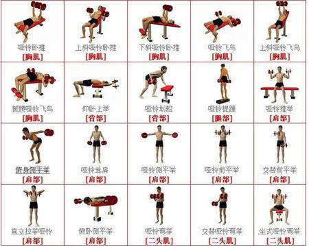 怎样健身才能练出一身肌肉图标