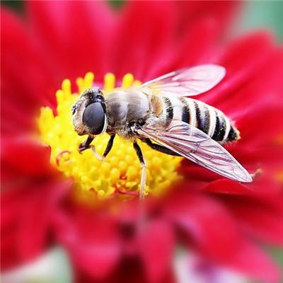 蜜蜂试玩用新的微信