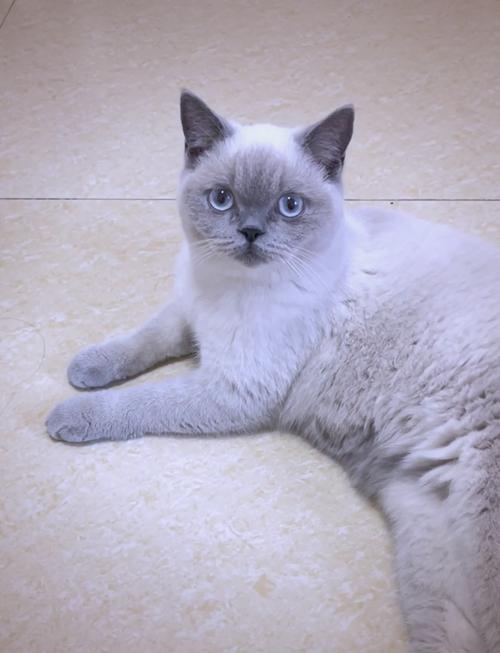 英短蓝猫重点色