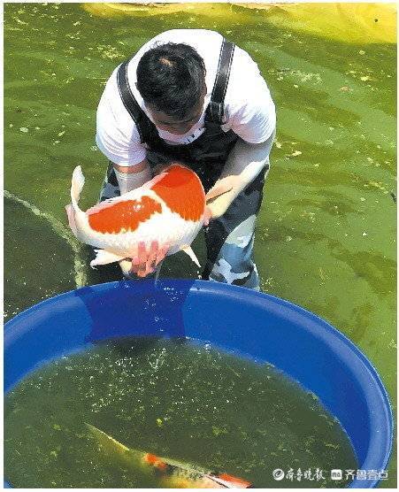 锦鲤烂鳞烂肉会自愈吗图标
