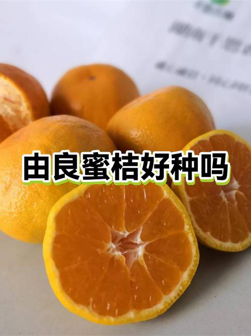 蜜桔下载苹果版图标