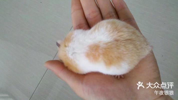 金丝熊狂犬病潜伏期图标