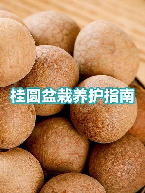 桂圆的作用以及功效图标
