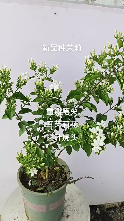 茉莉最好三个品种截图
