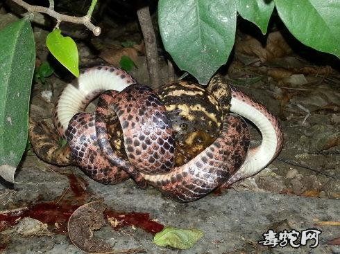 赤练蛇是保护动物吗
