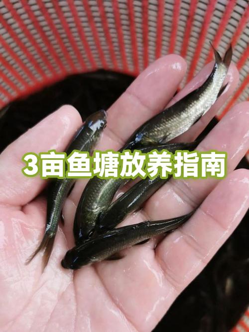 鱼塘粗放式养鱼不喂饲料图标