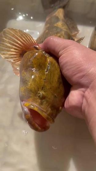 木头鱼又称什么鱼图标