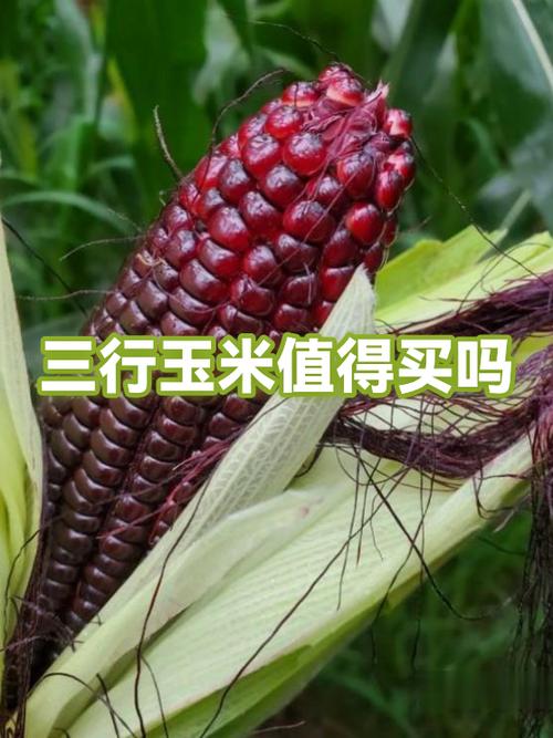 玉米名字的由来图标