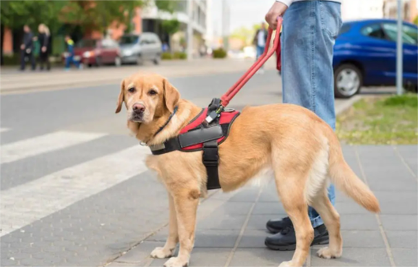 导盲犬多少钱一只截图
