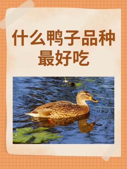 鸭子最忌讳的三个属相图标