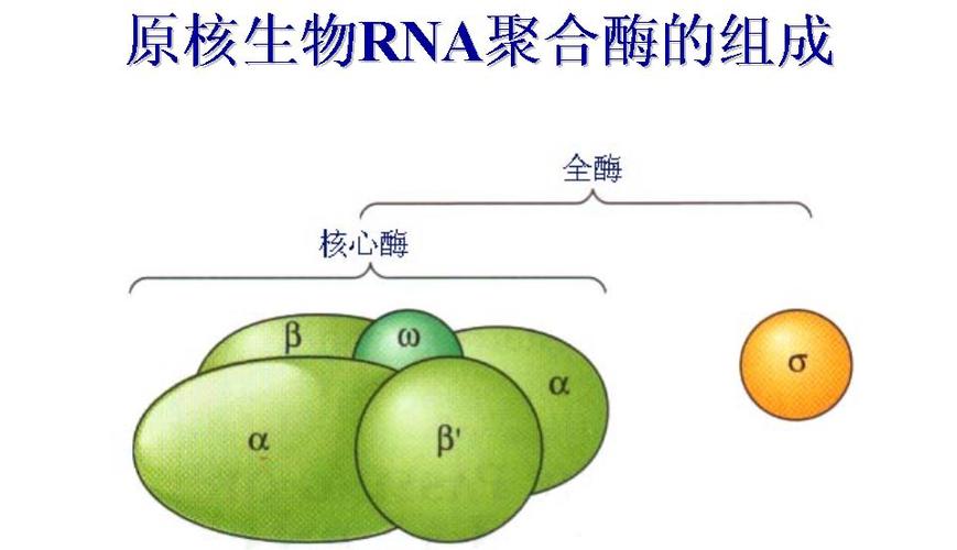 DNA合成的酶图标