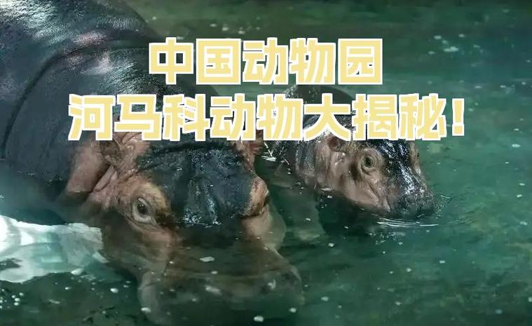 河马资料简介图标