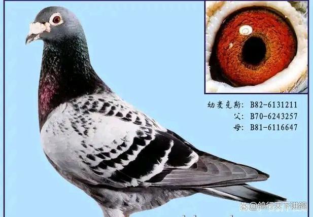 母鸽子几个月可以配对图标
