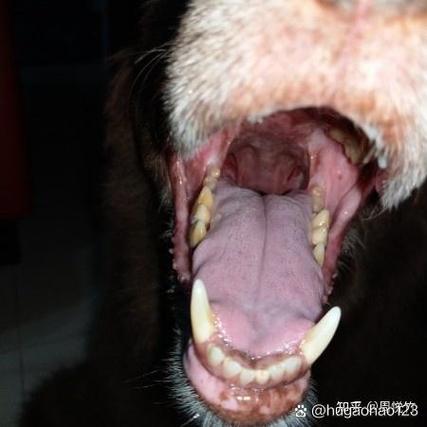 狗狗喉咙里赫赫的声音
