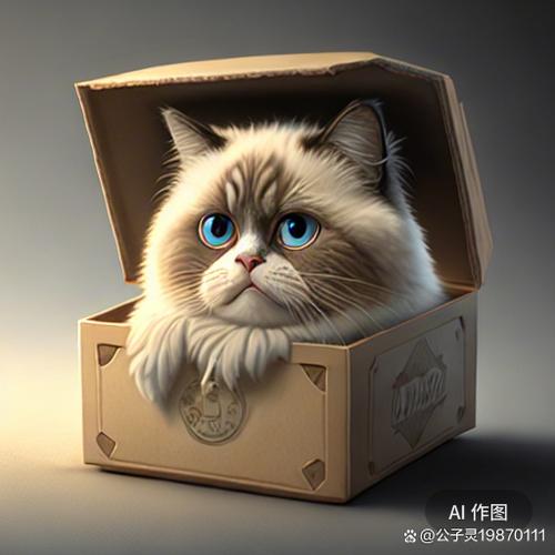 黑猫九盒子