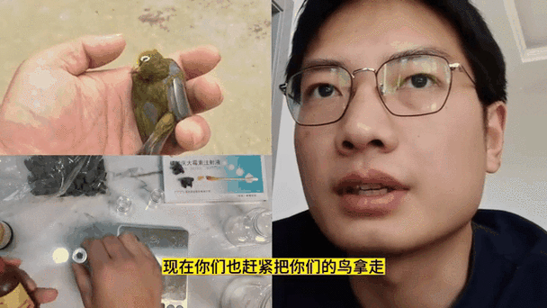 鸟死了有病毒吗图标