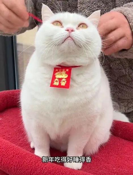 别人送猫给多少钱红包图标