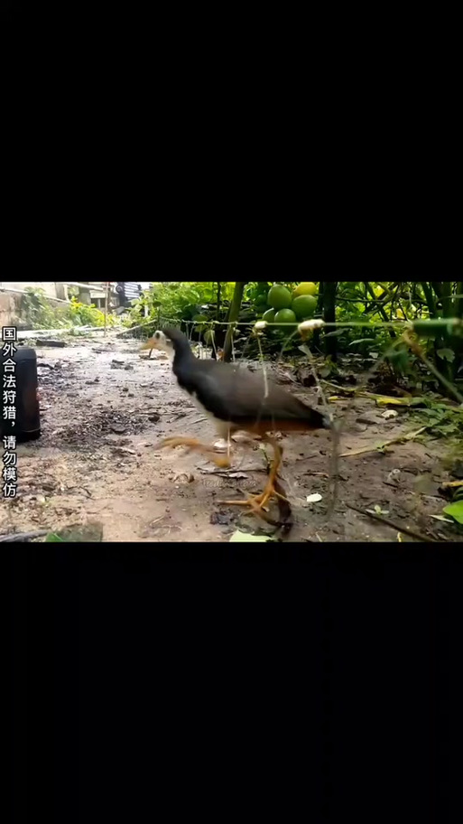 录音软件哪个好用图标