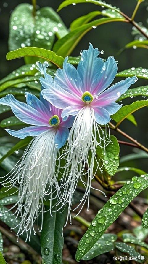 湿润的花图标