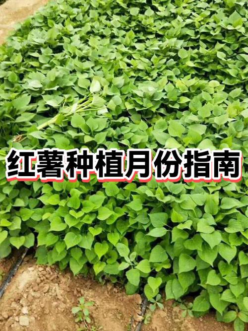 地瓜种植时间和方法图标