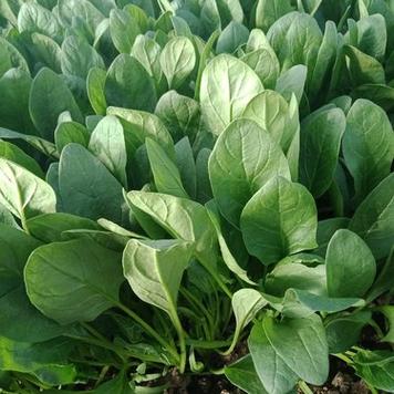 国外搞菠菜