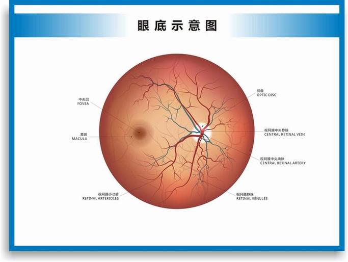 眼科ncp是什么病的简称截图