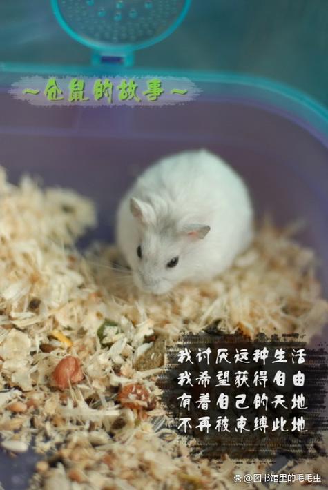 仓鼠丢了会自己回来吗图标