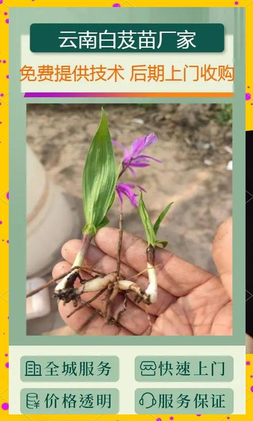 白芨品种哪个好图标