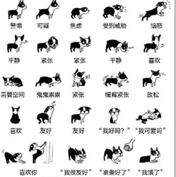 和狗对话的软件叫什么图标