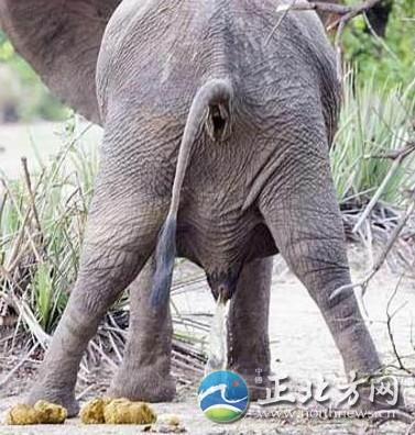 大象的子宫能装人吗?图标