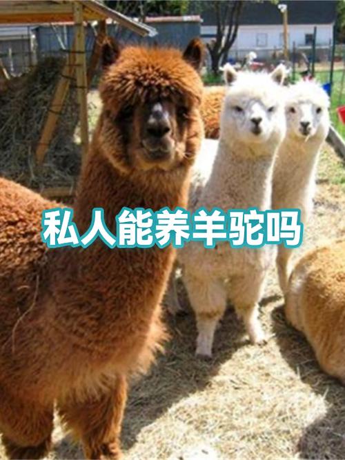 私人能养羊驼吗图标