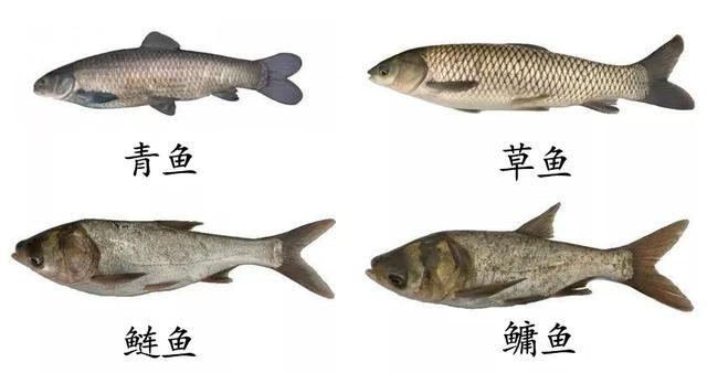 最强钓鱼人鱼的种类图标