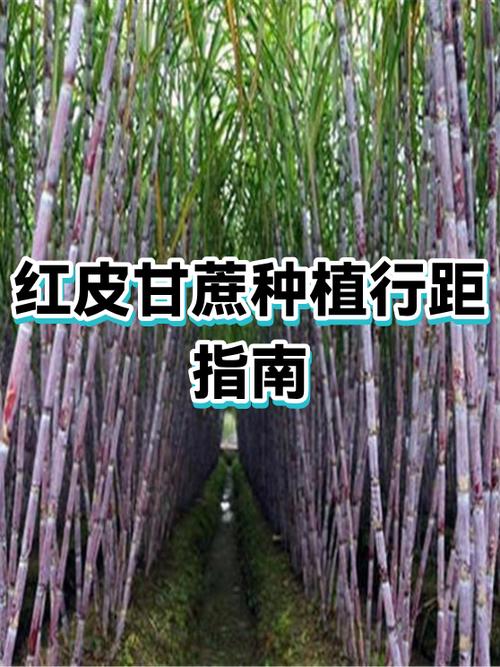 甘蔗的正确种法截图