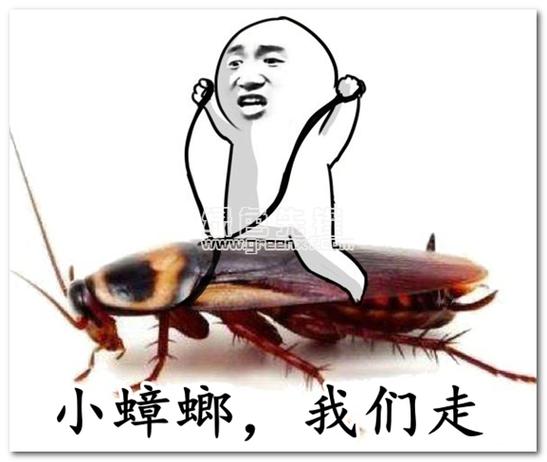 蟑螂恶搞图片图标