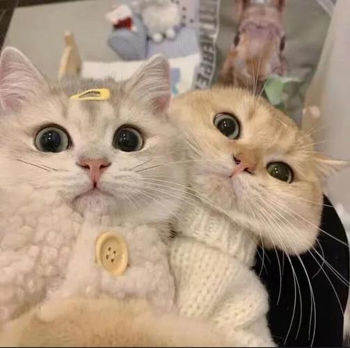猫咪情侣头像一对图标