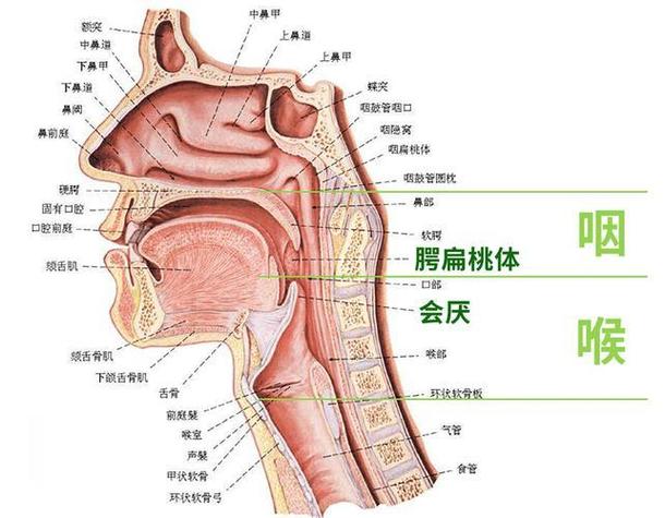 咽喉说话声音嘶哑吃什么药图标