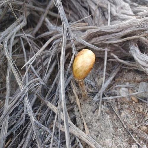 百度9·1蘑菇成长图标