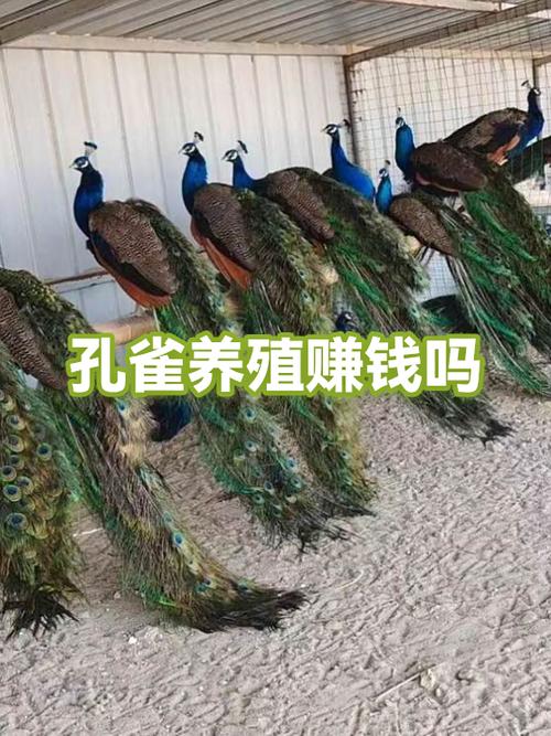 养殖孔雀赚钱吗图标