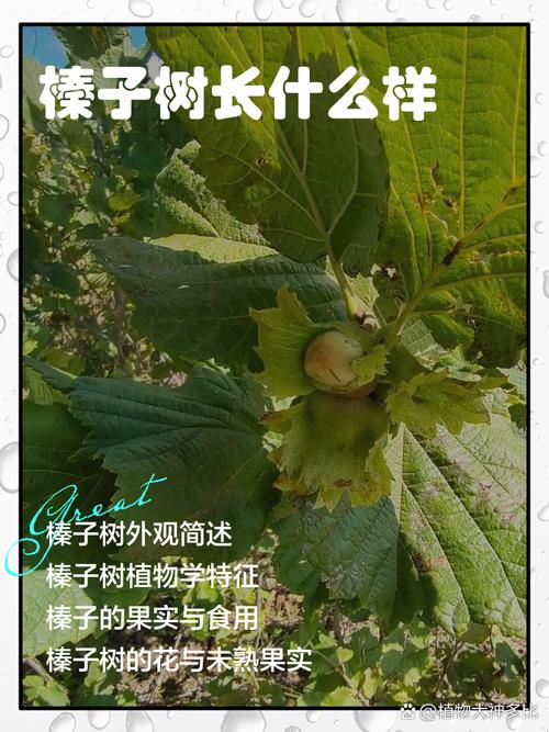 榛子树的阅读答案截图