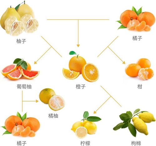柚子是橙子和橘子杂交的吗图标
