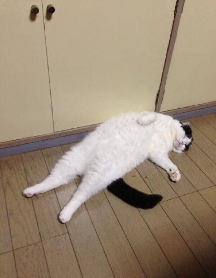 猫懒不懒图标