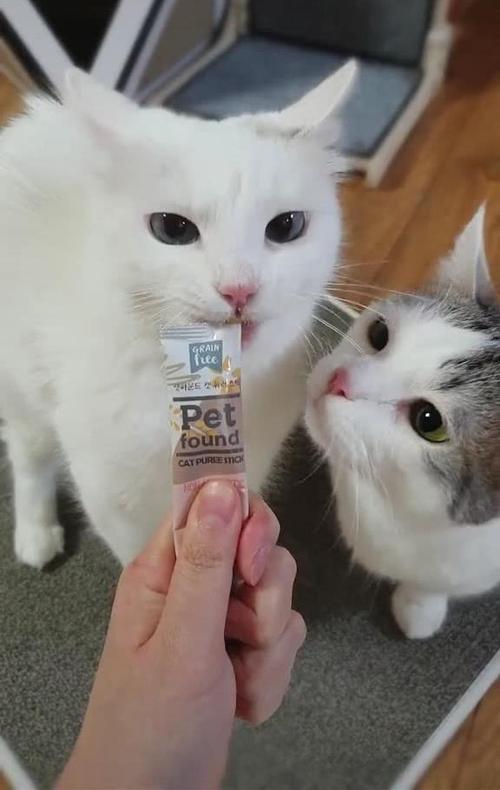 新猫抢旧猫东西吃图标