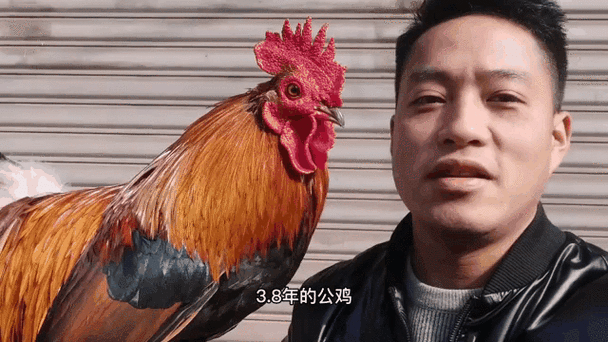 鸡太美上号器下载图标