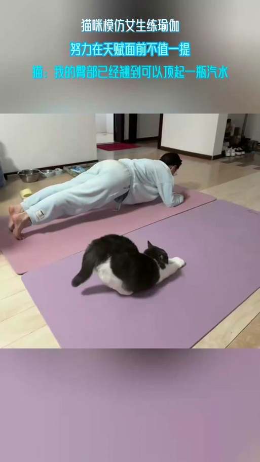 模仿猫的动作是什么图标