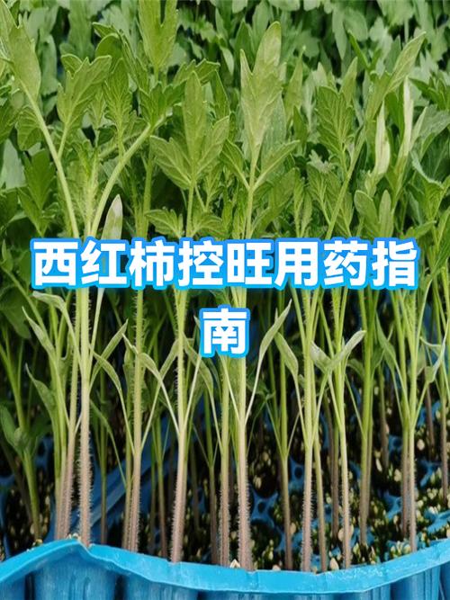 番茄控旺的最好方法图标